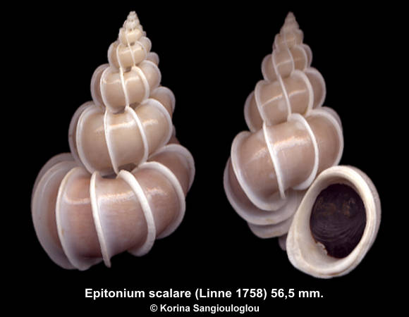 Auction 28 October - 1 November 2007 Miscellaneous Gastropods & Bivalves