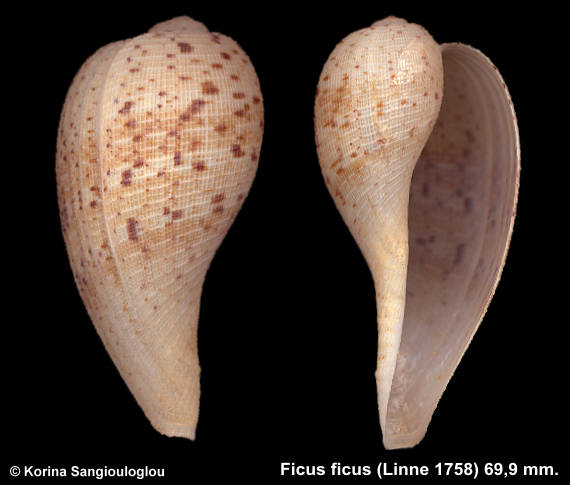 Auction 25-29 June 06 Miscellaneous Gastropods & Bivalves