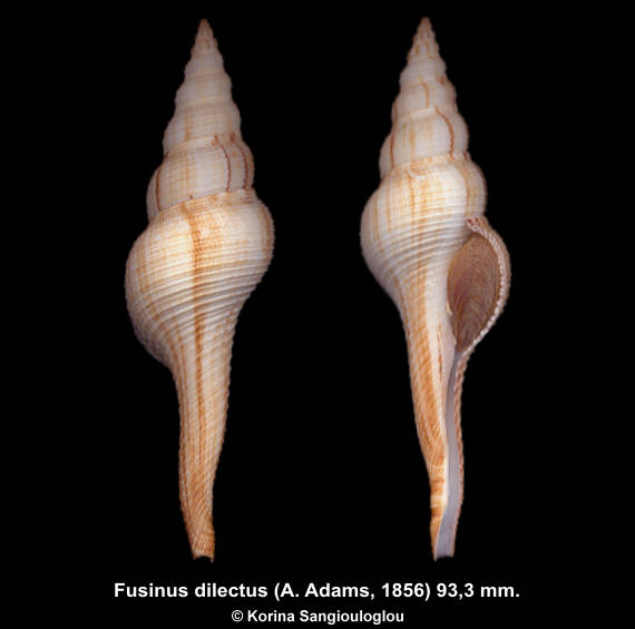 Auction 3-7 April 2011 Fasciolariidae Harpidae Landsnail