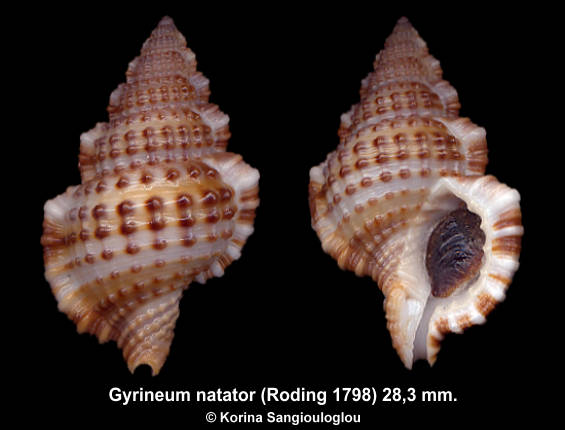 Auction 3-7 April 2011 Miscellaneous Gastropods & Bivalves