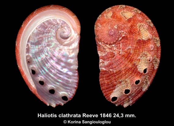 Auction 28 October - 1 November 2007 Miscellaneous Gastropods & Bivalves