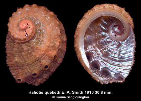 Auction 29 October - 2 November 2006 Miscellaneous Gastropods & Bivalves