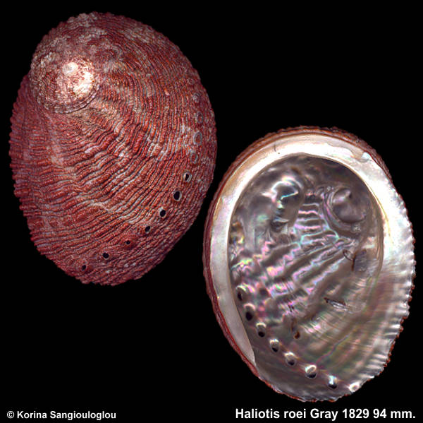 Auction 3-7 April 2011 Miscellaneous Gastropods & Bivalves