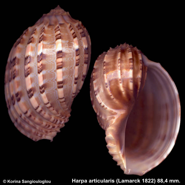 Auction 3-7 December 2006 Fasciolariidae Harpidae Landsnail