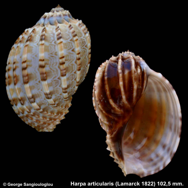 Auction 30 September - 5 October 2006 Fasciolariidae Harpidae Landsnail