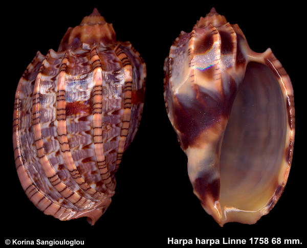 Auction 28 October - 1 November 2007 Fasciolariidae Harpidae Landsnail