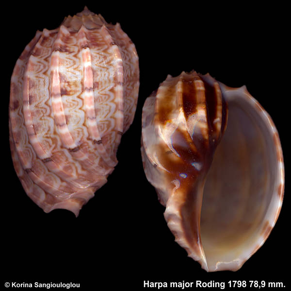 Auction 3-7 April 2011 Fasciolariidae Harpidae Landsnail