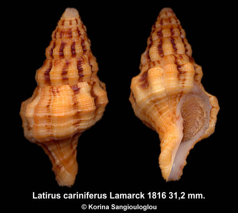 Auction 3-7 April 2011 Fasciolariidae Harpidae Landsnail