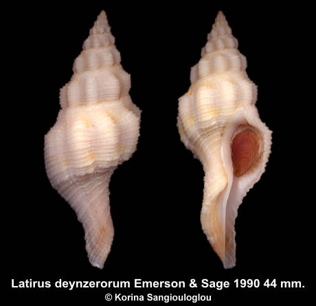 Auction 3-7 April 2011 Fasciolariidae Harpidae Landsnail