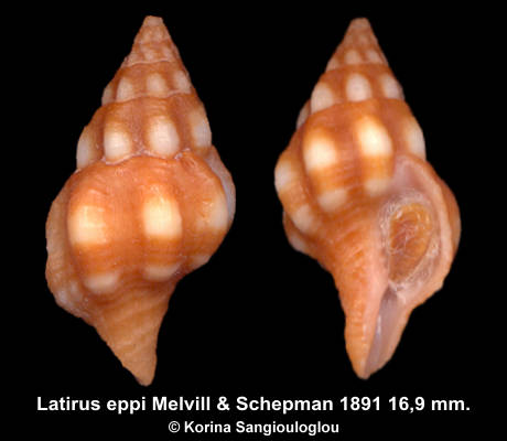 Auction 3-7 April 2011 Fasciolariidae Harpidae Landsnail