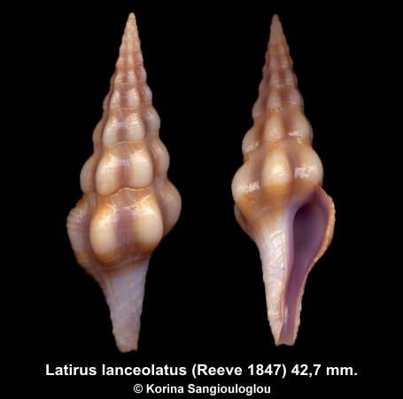 Auction 3-7 April 2011 Fasciolariidae Harpidae Landsnail