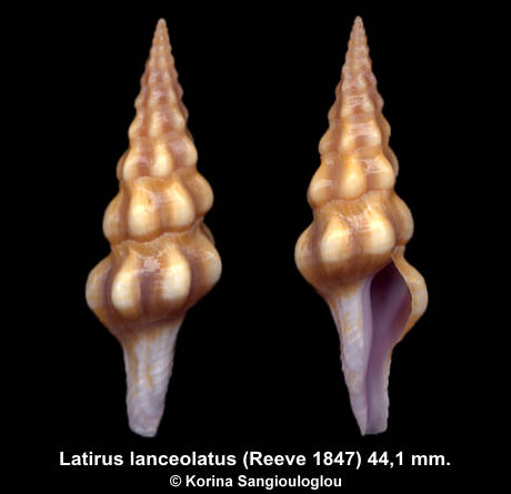 Auction 28 October - 1 November 2007 Fasciolariidae Harpidae Landsnail