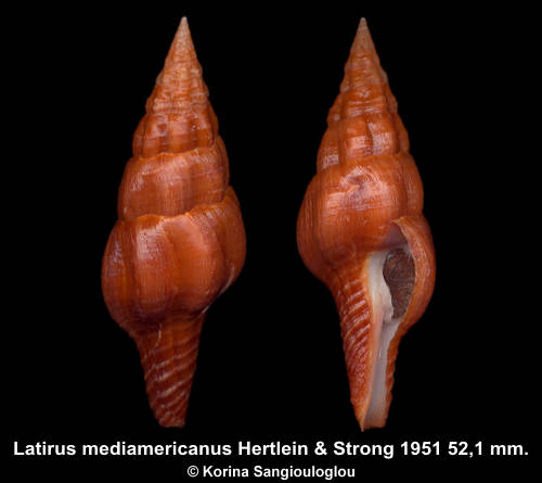 Auction 3-7 April 2011 Fasciolariidae Harpidae Landsnail