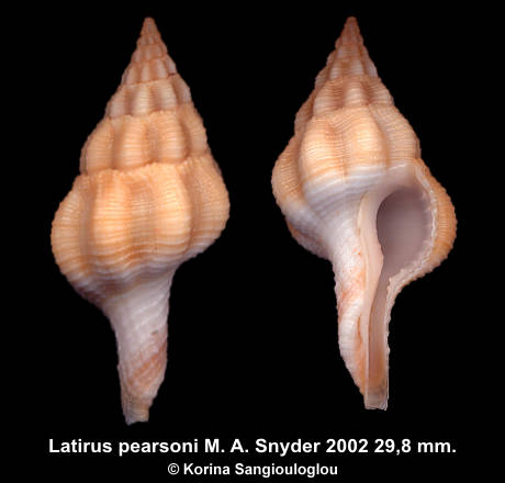 Auction 3-7 April 2011 Fasciolariidae Harpidae Landsnail
