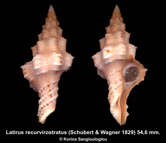 Auction 28 October - 1 November 2007 Fasciolariidae Harpidae Landsnail