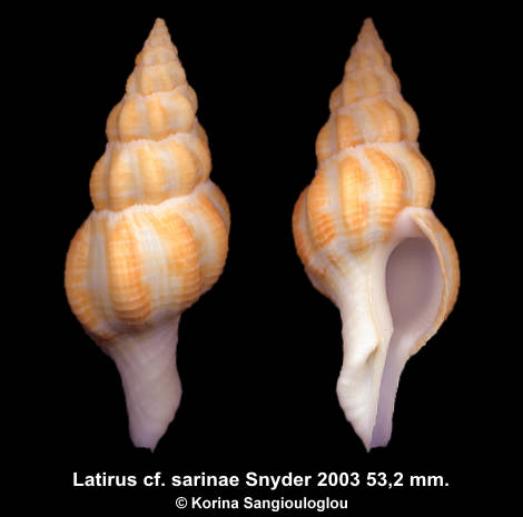 Auction 28 October - 1 November 2007 Fasciolariidae Harpidae Landsnail