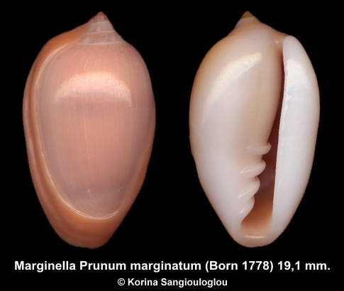 Auction 3-7 April 2011 Miscellaneous Gastropods & Bivalves