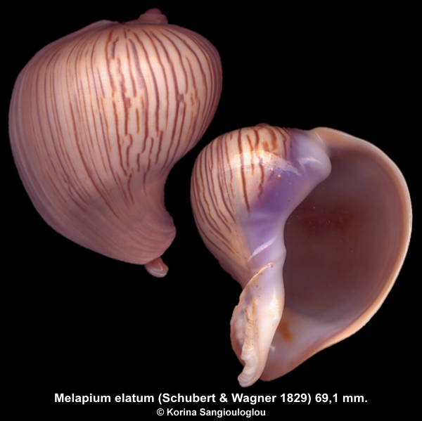 Auction 29 October - 2 November 2006 Miscellaneous Gastropods & Bivalves