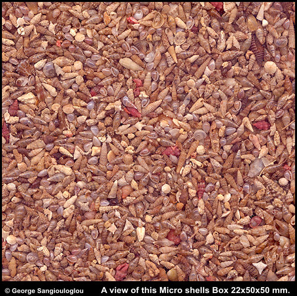 Auction 3-7 December 2006 Miscellaneous Gastropods & Bivalves