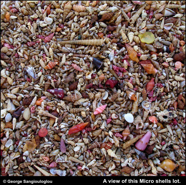 Auction 28 October - 1 November 2007 Miscellaneous Gastropods & Bivalves