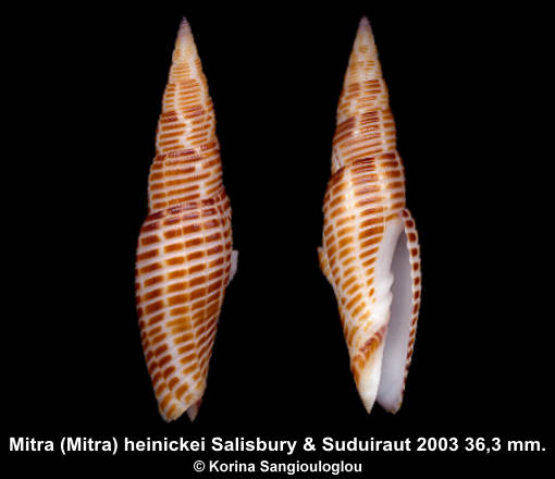 Auction 28 October - 1 November 2007 Coralliophilidae Mitroidea Muricidae