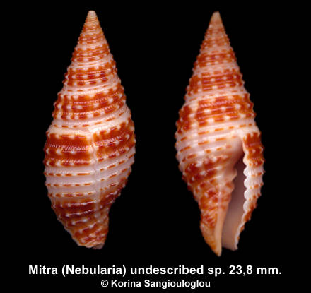 Auction 28 October - 1 November 2007 Coralliophilidae Mitroidea Muricidae