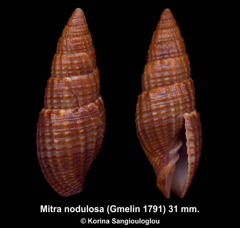 Auction 3-7 April 2011 Coralliophilidae Mitroidea Muricidae