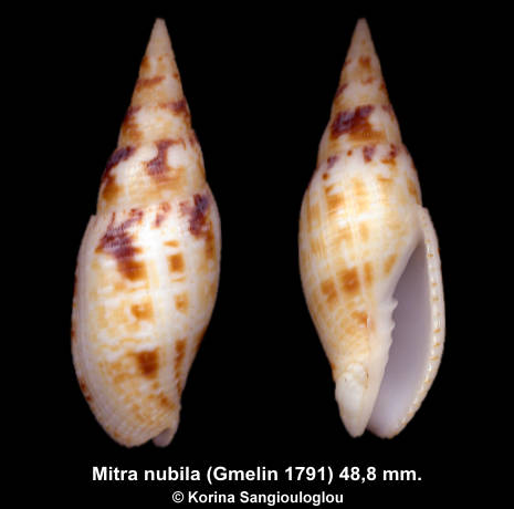 Auction 3-7 April 2011 Coralliophilidae Mitroidea Muricidae