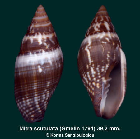 Auction 28 October - 1 November 2007 Coralliophilidae Mitroidea Muricidae
