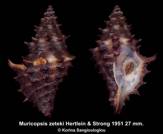 Auction 3-7 April 2011 Coralliophilidae Mitroidea Muricidae