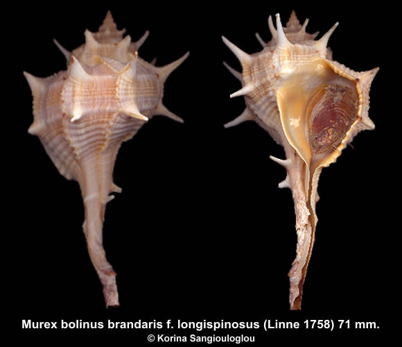 Auction 28 October - 1 November 2007 Coralliophilidae Mitroidea Muricidae