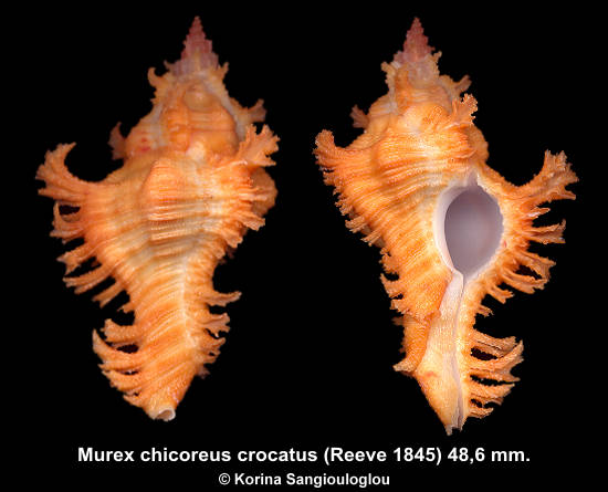 Auction 3-7 April 2011 Coralliophilidae Mitroidea Muricidae