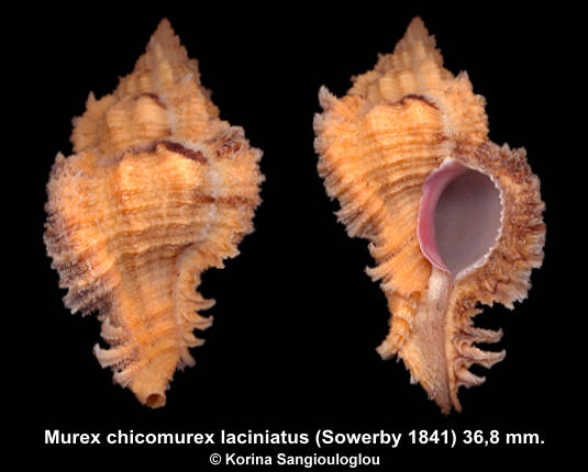 Auction 28 October - 1 November 2007 Coralliophilidae Mitroidea Muricidae