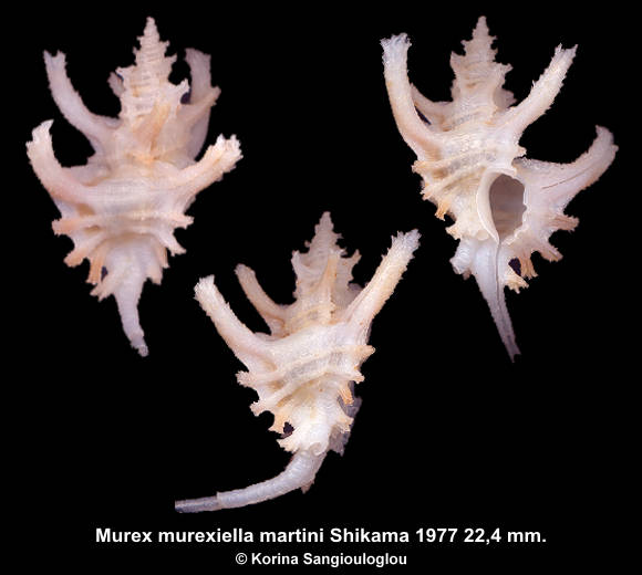 Auction 30 July - 3 August 2006 Coralliophilidae Mitroidea Muricidae