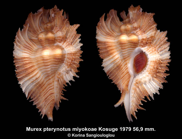 Auction 28 October - 1 November 2007 Coralliophilidae Mitroidea Muricidae