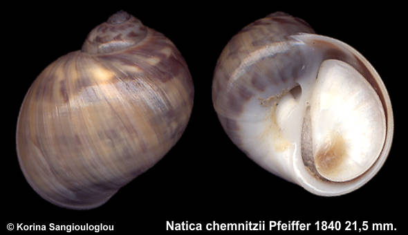 Auction 3-7 April 2011 Miscellaneous Gastropods & Bivalves