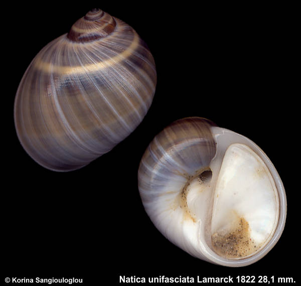 Auction 3-7 April 2011 Miscellaneous Gastropods & Bivalves