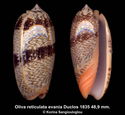 Auction 28 October - 1 November 2007 Miscellaneous Gastropods & Bivalves