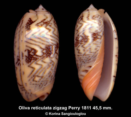 Auction 28 October - 1 November 2007 Miscellaneous Gastropods & Bivalves