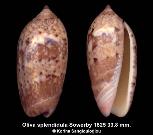 Auction 28 October - 1 November 2007 Miscellaneous Gastropods & Bivalves