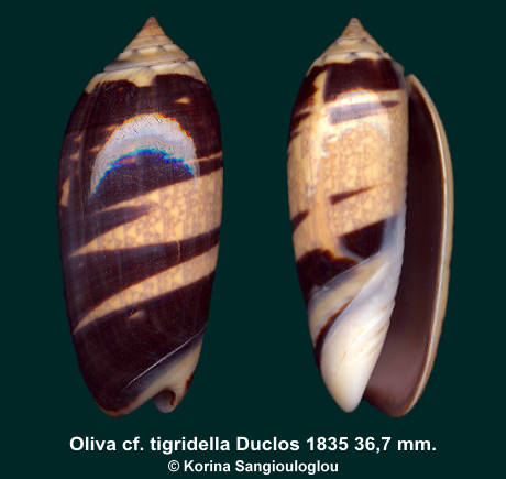 Auction 28 October - 1 November 2007 Miscellaneous Gastropods & Bivalves