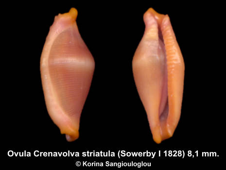 Auction 28 October - 1 November 2007 Ovulidae Pectinidae Volutidae