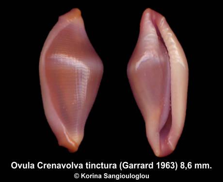 Auction 3-7 April 2011 Ovulidae Pectinidae Volutidae