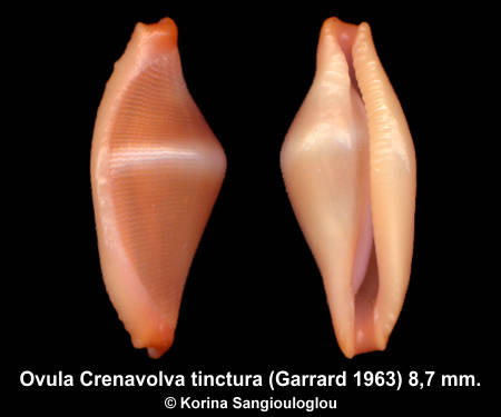 Auction 3-7 April 2011 Ovulidae Pectinidae Volutidae