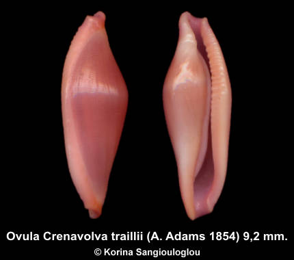 Auction 3-7 April 2011 Ovulidae Pectinidae Volutidae