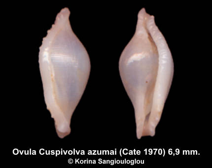 Auction 30 September - 5 October 2006 Ovulidae Pectinidae Volutidae