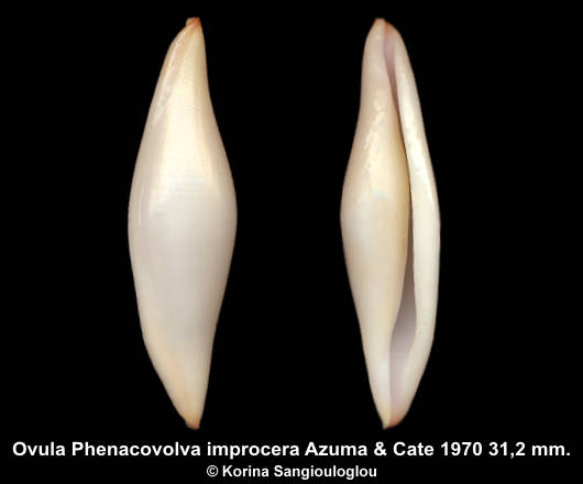 Auction 28 October - 1 November 2007 Ovulidae Pectinidae Volutidae