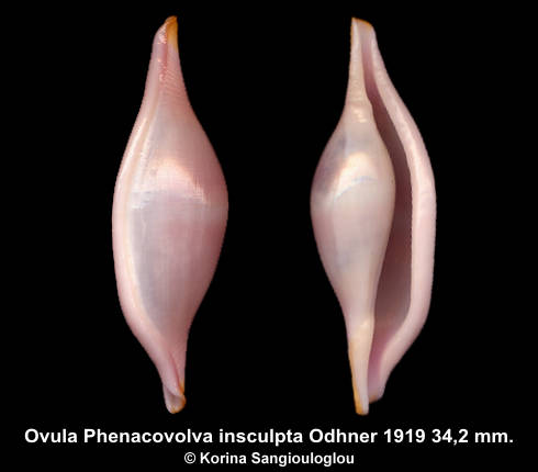 Auction 3-7 December 2006 Ovulidae Pectinidae Volutidae