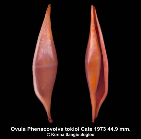 Auction 30 September - 5 October 2006 Ovulidae Pectinidae Volutidae