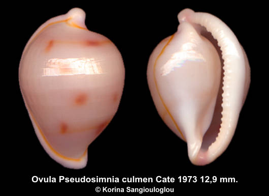Auction 28 October - 1 November 2007 Ovulidae Pectinidae Volutidae
